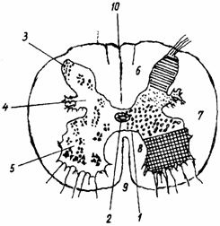Sistemul nervos (maduva spinarii, trunchiul cerebral si creierul mic)