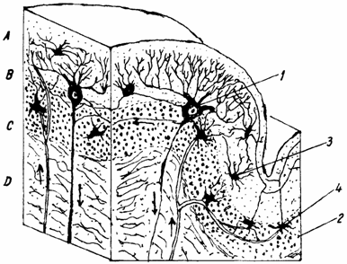 Sistemul nervos (maduva spinarii, trunchiul cerebral si creierul mic)
