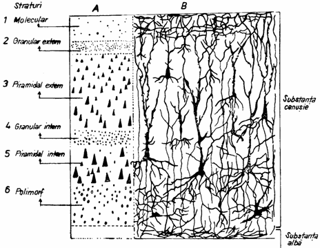 Sistemul nervos (maduva spinarii, trunchiul cerebral si creierul mic)