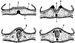 Sistemul nervos (maduva spinarii, trunchiul cerebral si creierul mic)