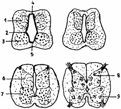 Sistemul nervos (maduva spinarii, trunchiul cerebral si creierul mic)