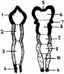 Sistemul nervos (maduva spinarii, trunchiul cerebral si creierul mic)