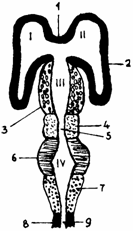 Sistemul nervos (maduva spinarii, trunchiul cerebral si creierul mic)