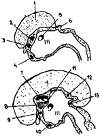 Sistemul nervos (maduva spinarii, trunchiul cerebral si creierul mic)