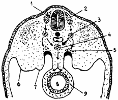 Sistemul nervos (maduva spinarii, trunchiul cerebral si creierul mic)