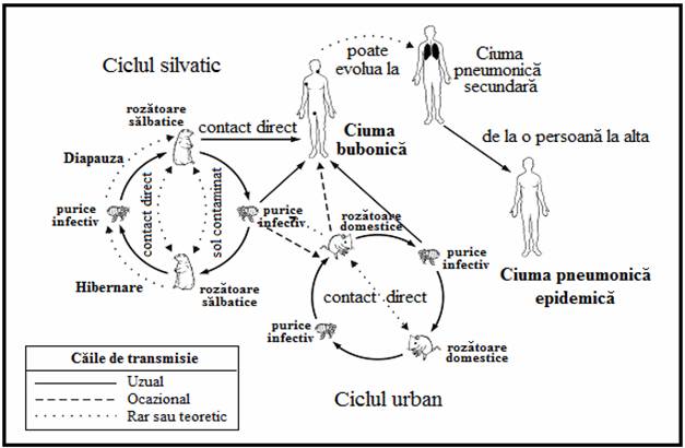 Boli transmise de purici - Ciuma