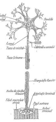 Anatomia si fiziologia sistemului nervos