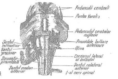 Anatomia si fiziologia sistemului nervos