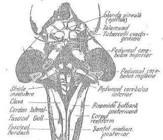 Anatomia si fiziologia sistemului nervos