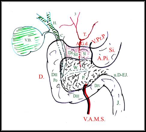 ANATOMIA DUODENULUI - Segmentele si subsegmentele duodenului