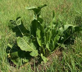 Hreanul - MOD DE FOLOSIRE - cure si tratamente cu hrean