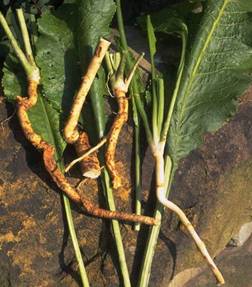 Hreanul - MOD DE FOLOSIRE - cure si tratamente cu hrean