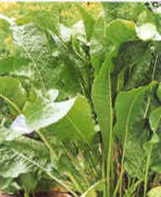 Hreanul - MOD DE FOLOSIRE - cure si tratamente cu hrean